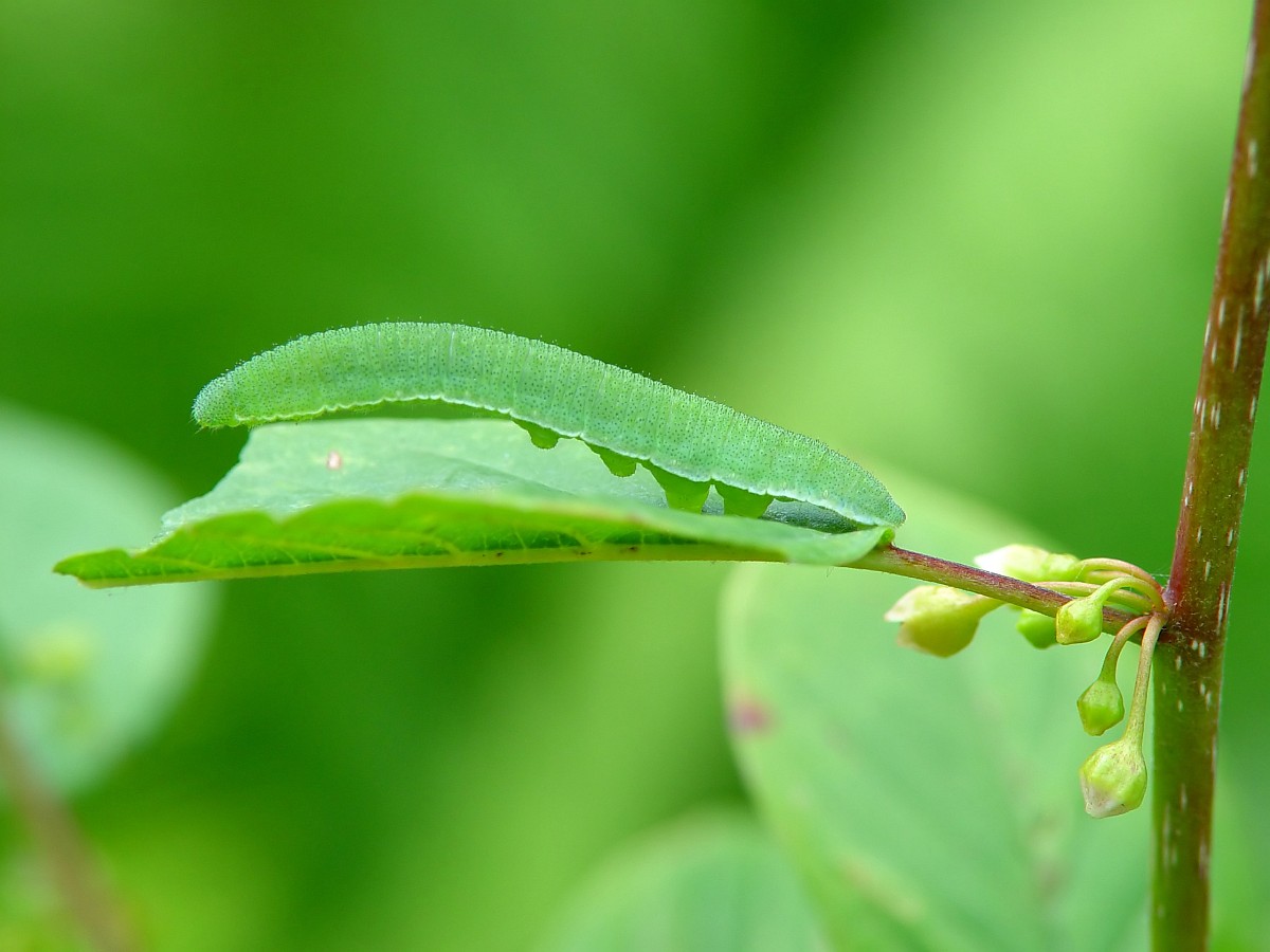 Herken gele vlinders - met foto's en tips - De natuur van hier