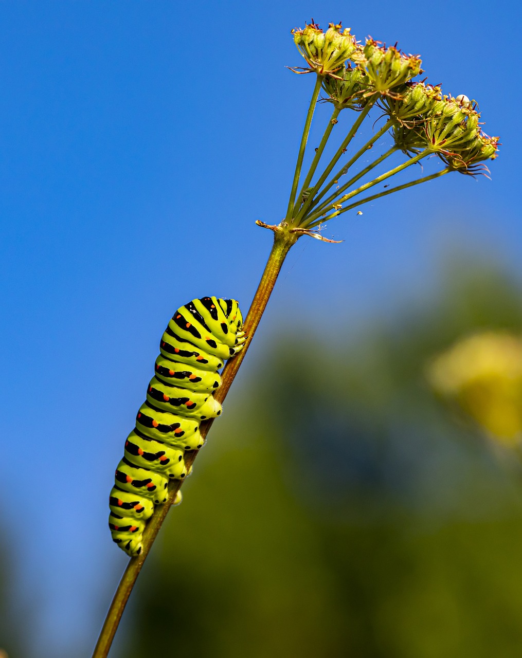 Herken gele vlinders - met foto's en tips - De natuur van hier