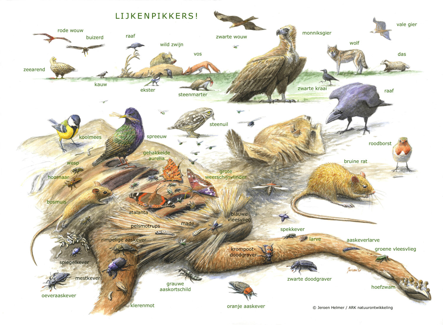 Raaf - Kraaiachtigen van Nederland - deel VI - De natuur van hier
