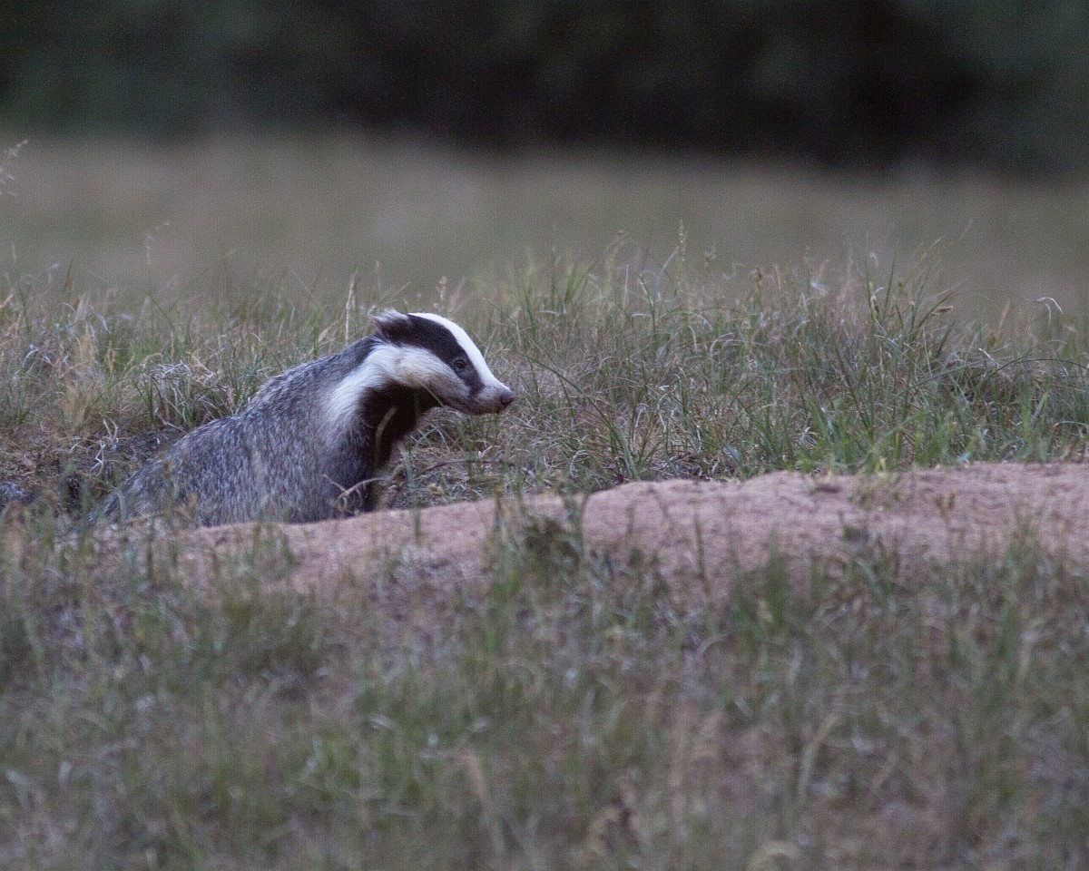 Waar leven dassen? - de Natuur van hier