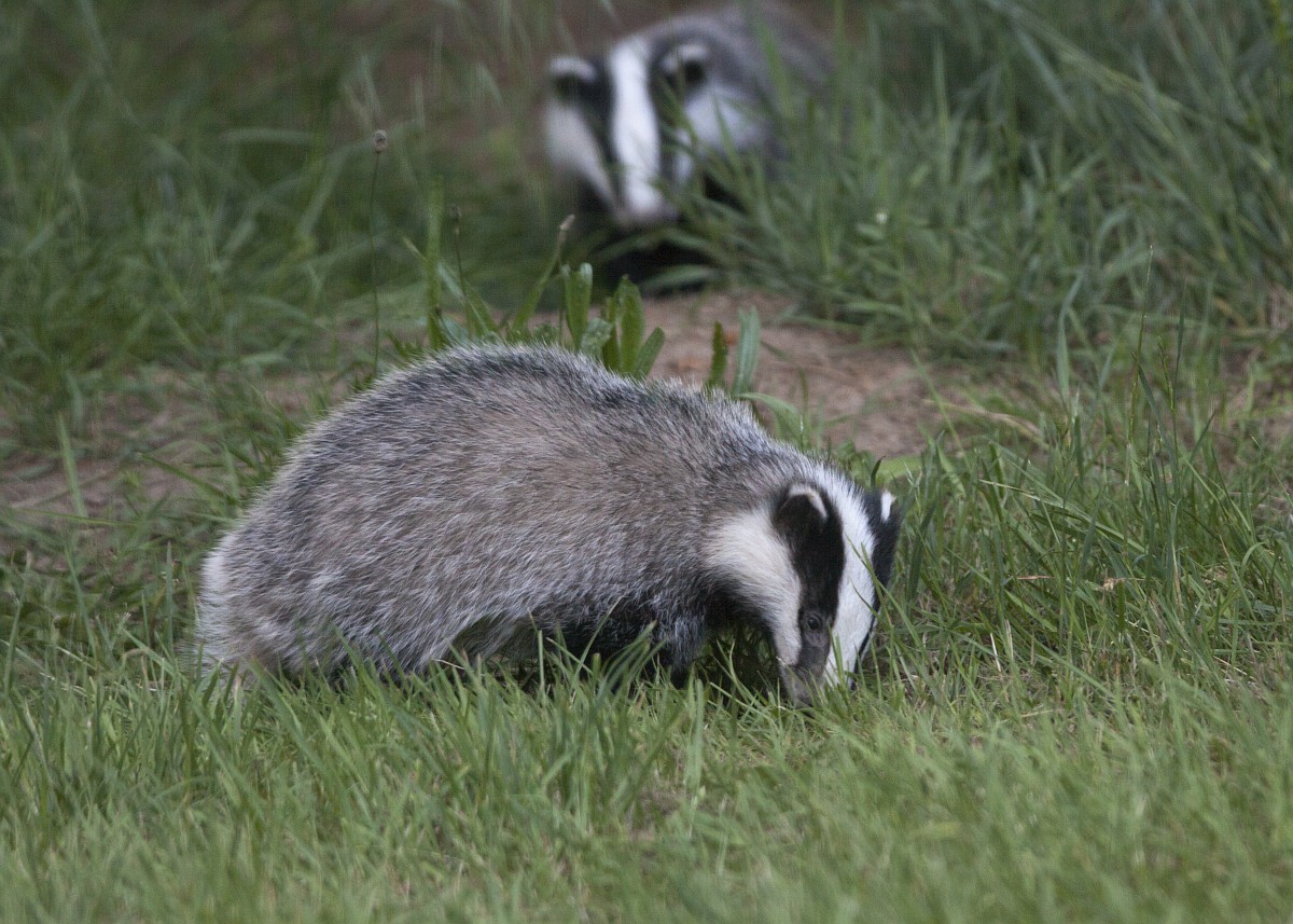 Waar leven dassen? - De natuur van hier
