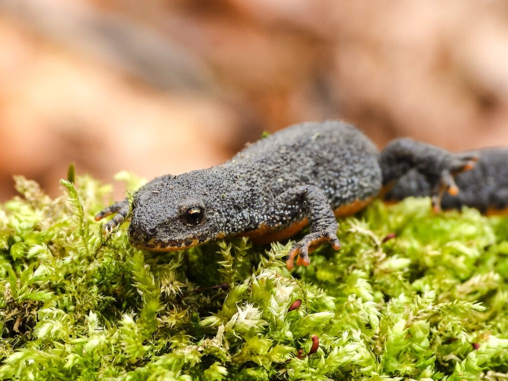 Wat eten salamanders? Ontdek wat een salamander eet - de Natuur van hier