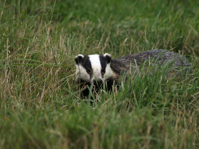 Waar leven dassen? - de Natuur van hier