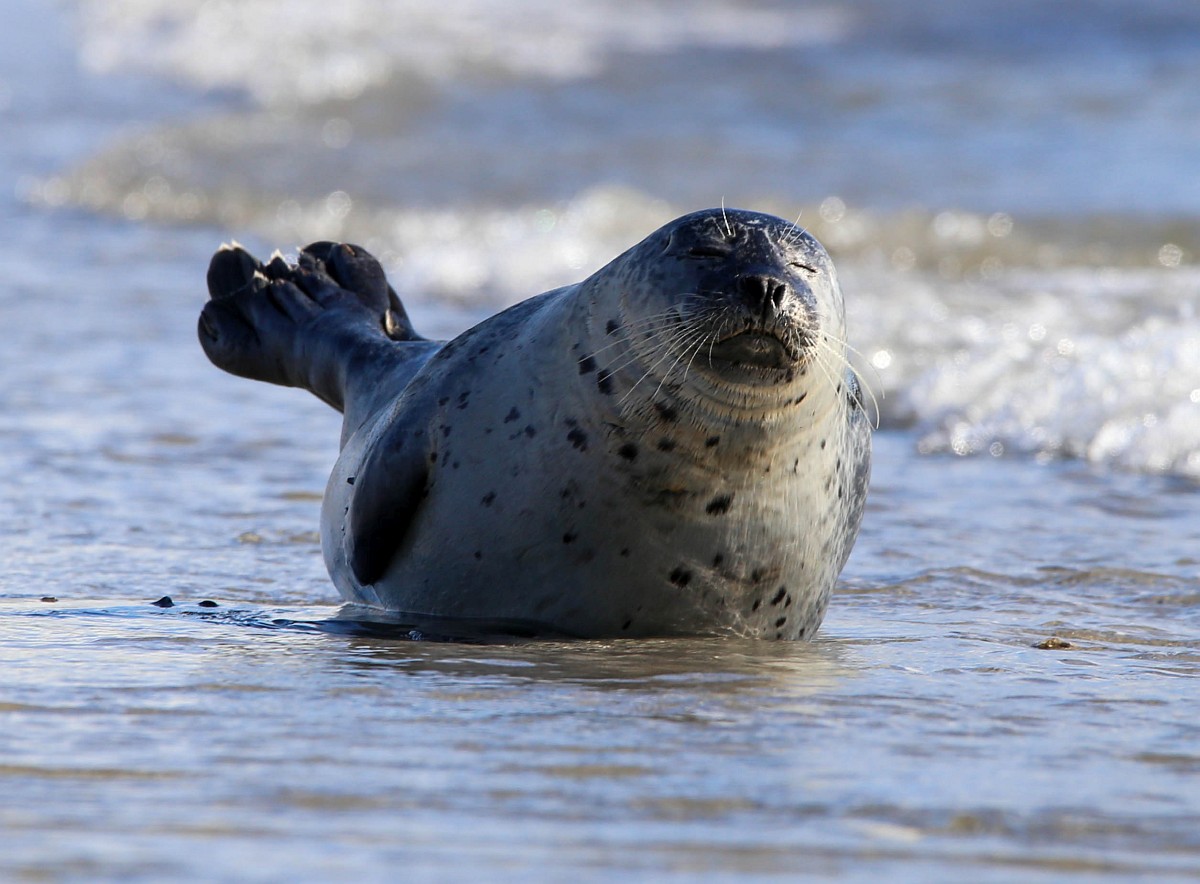 Welke zeehonden leven er in Nederland? - de Natuur van hier