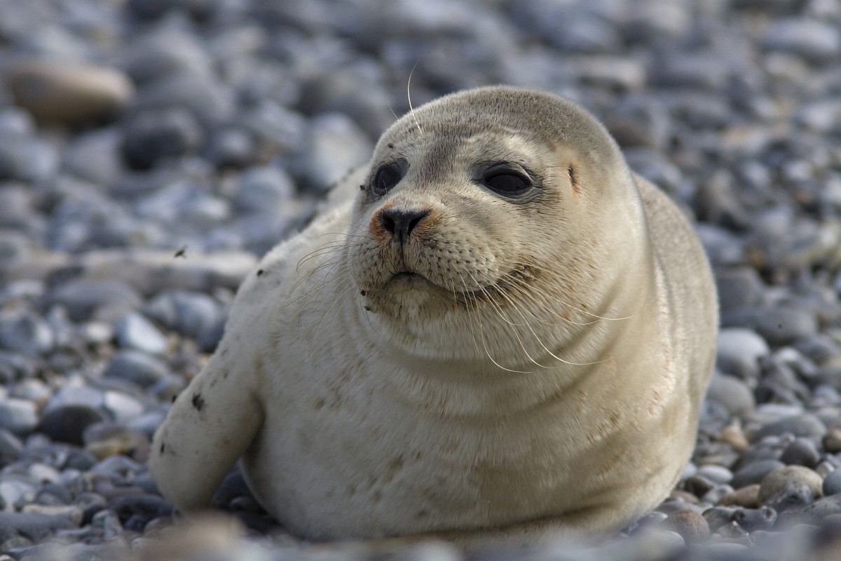 Welke zeehonden leven er in Nederland? - de Natuur van hier