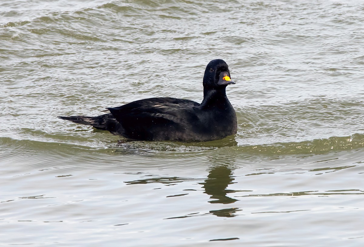 Eider, ijseend en zee-eenden in Nederland - deel VI - de Natuur van hier