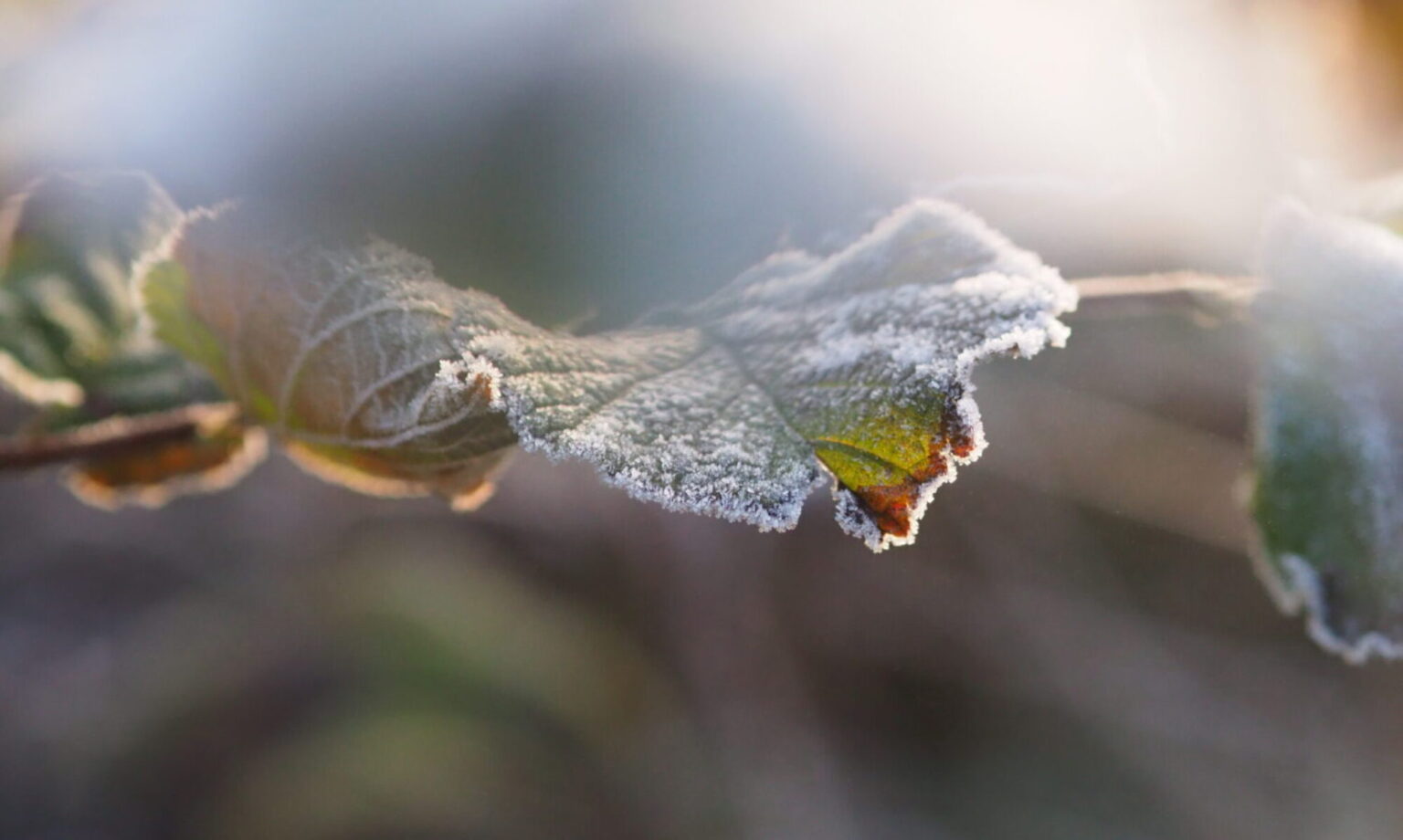 Wat is het verschil tussen een haas en een konijn? - De natuur van hier