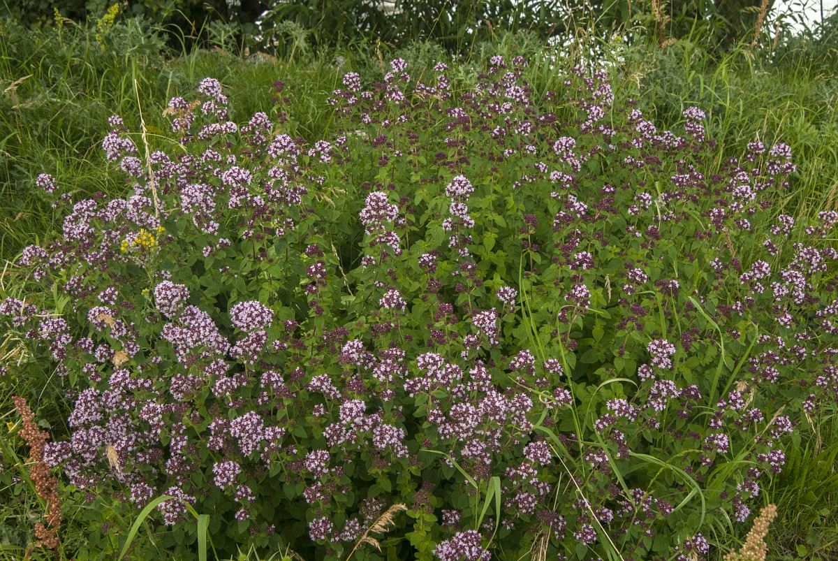 De beste inheemse planten voor in de zon - de Natuur van hier