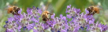 Waarom zijn bijen belangrijk? - de Natuur van hier