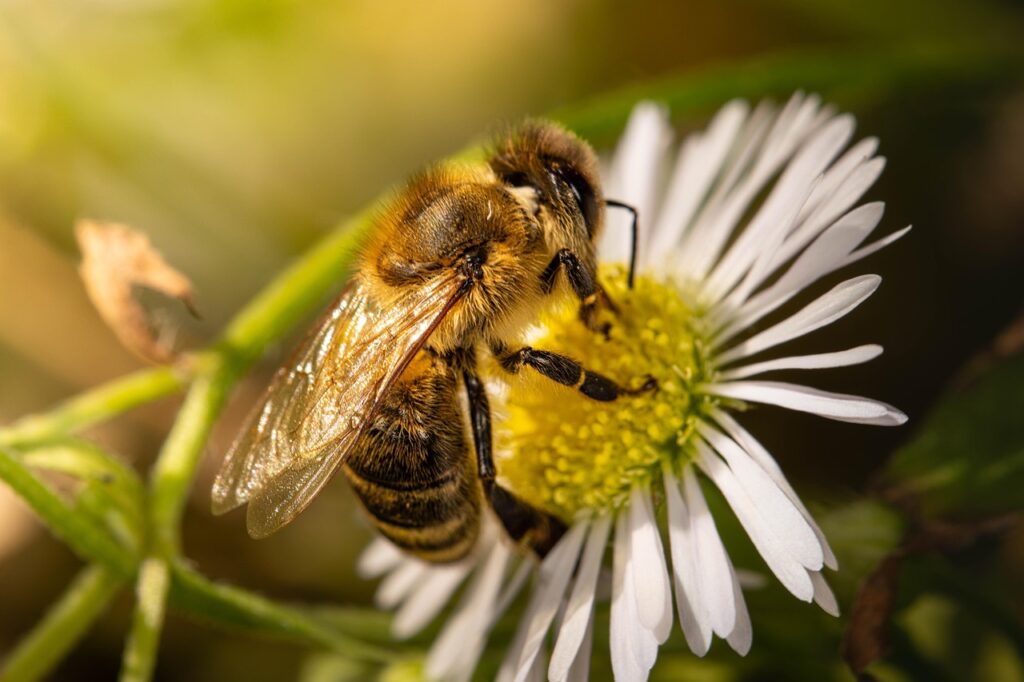 Waarom zijn bijen belangrijk? - de Natuur van hier