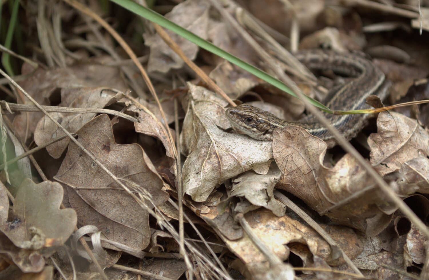 Hagedissen in Nederland - De natuur van hier