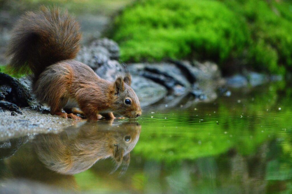 Wat is het verschil tussen een haas en een konijn? - De natuur van hier