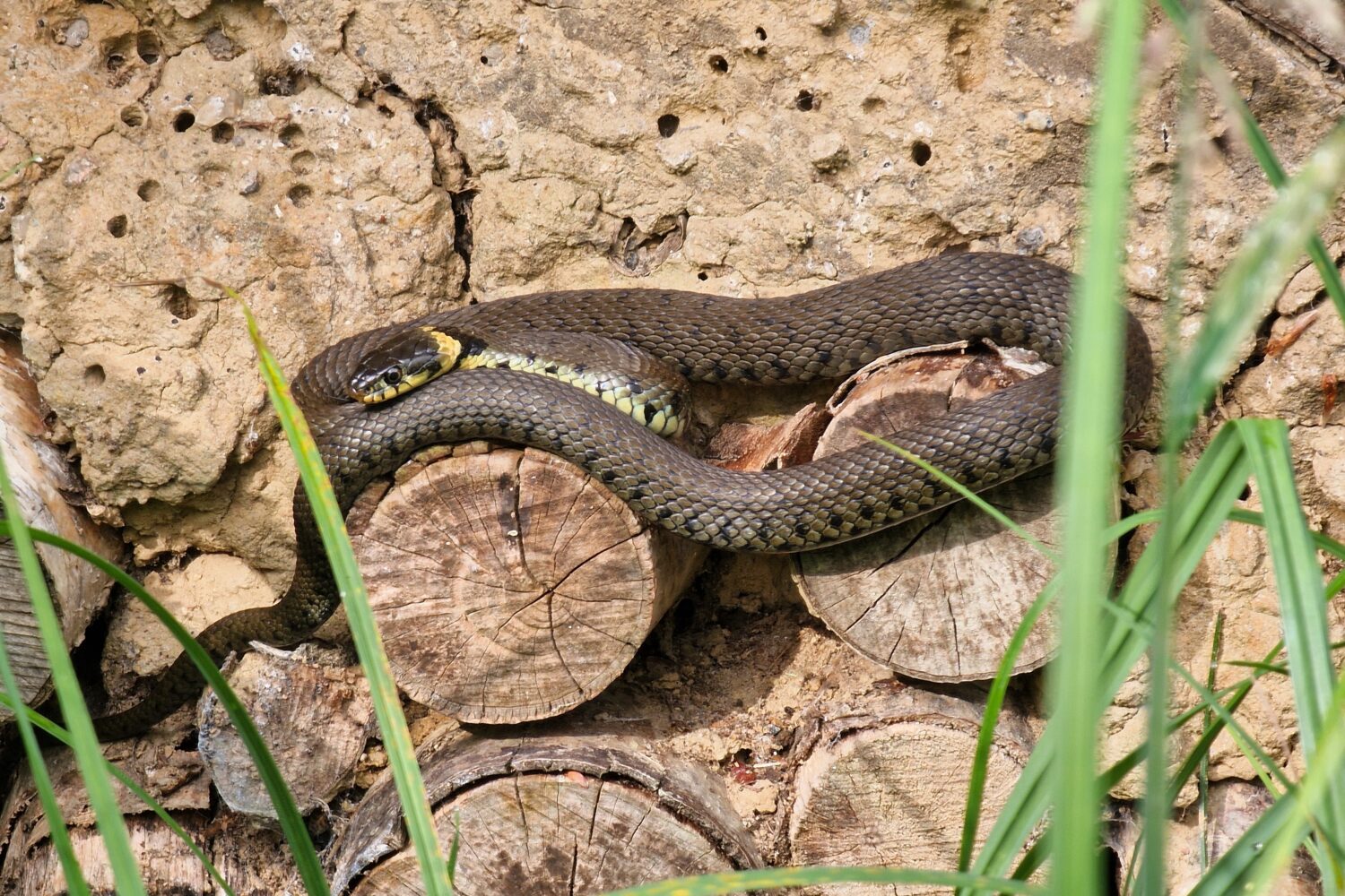 Slangen in Nederland - De natuur van hier