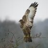 Buizerd, sperwer en havik - Roofvogels in Nederland - deel II - de ...