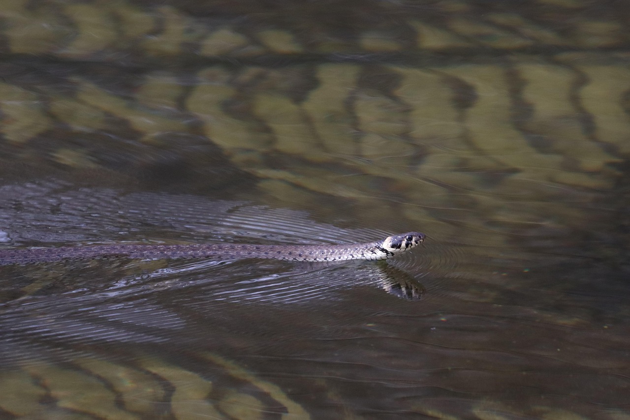 Slangen in Nederland - De natuur van hier