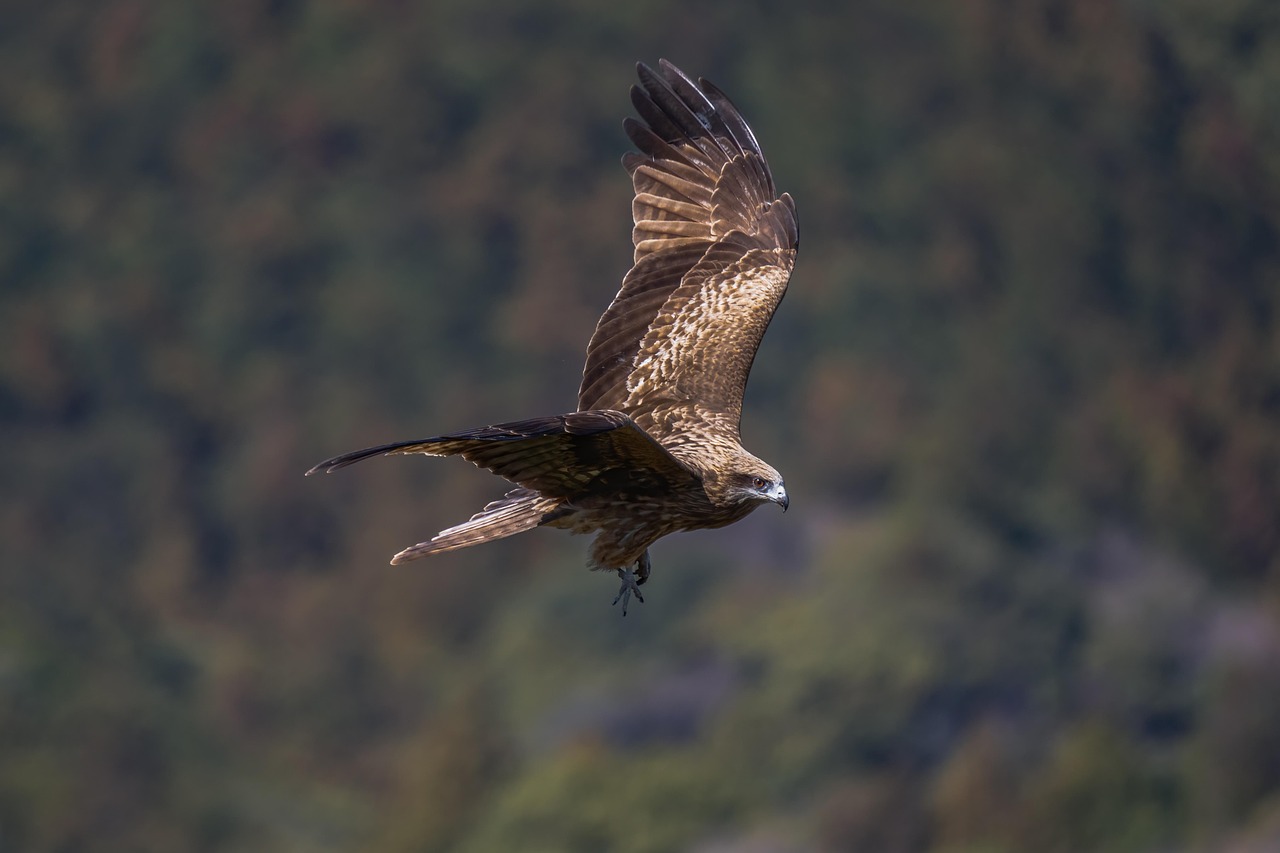 Roofvogels in Nederland - de Natuur van hier