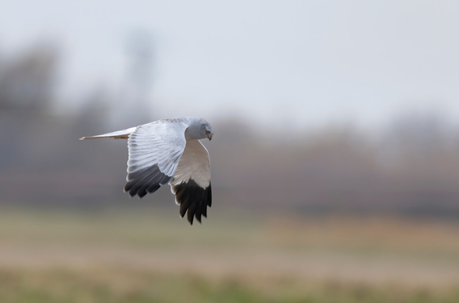 Kiekendieven in Nederland - Roofvogels deel III - De natuur van hier