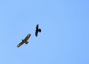 Buizerd, sperwer en havik - Roofvogels in Nederland - deel II - de ...