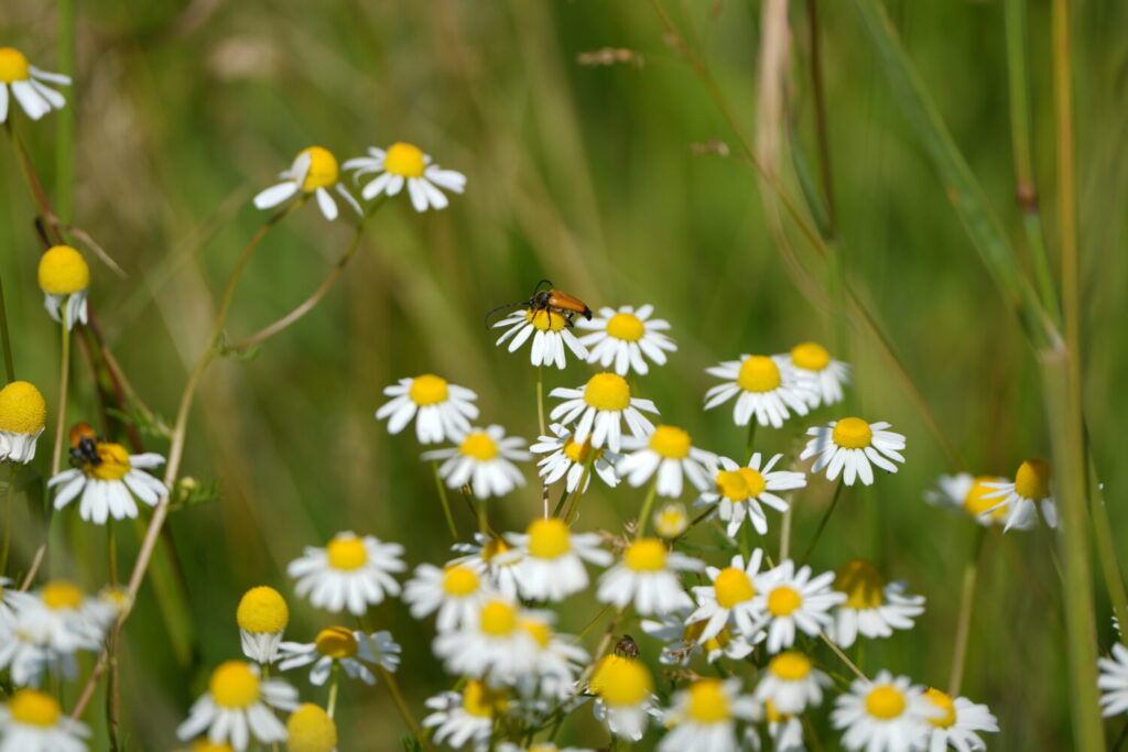 Wat is het verschil tussen een haas en een konijn? - De natuur van hier