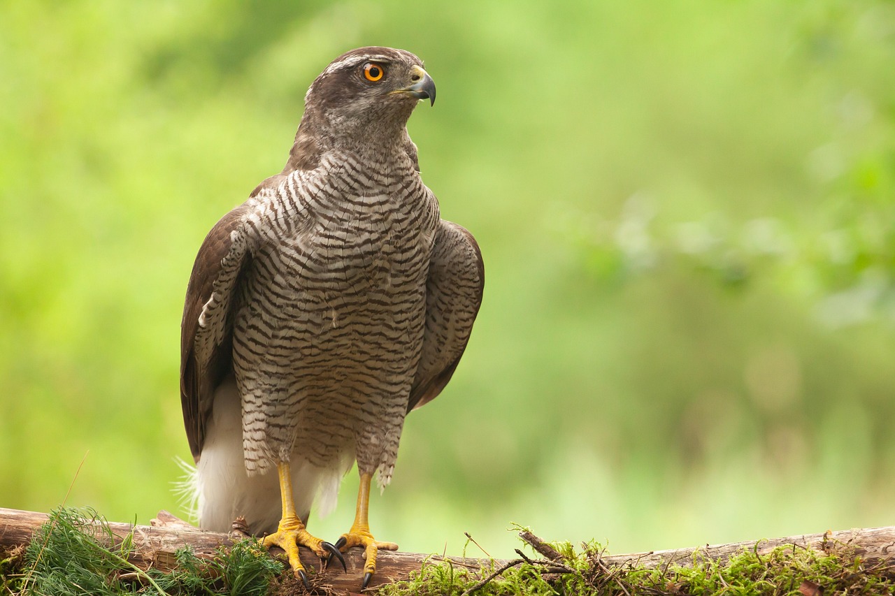Buizerd, sperwer en havik - Roofvogels in Nederland - deel II - De natuur van hier
