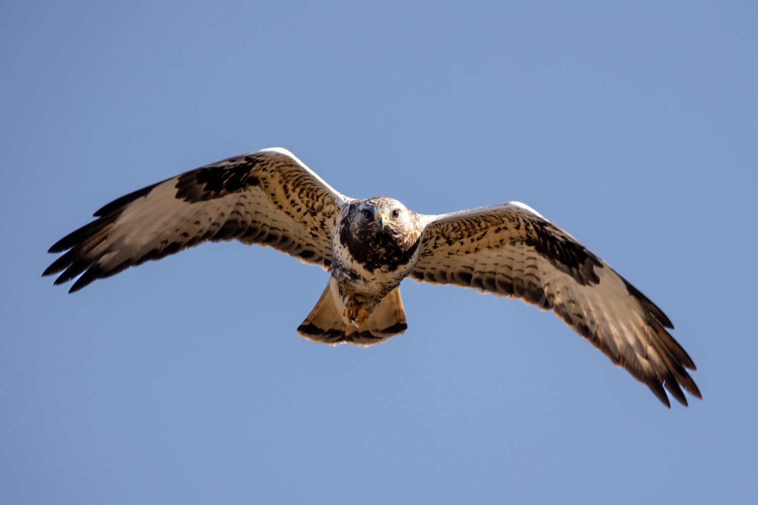 Buizerd, sperwer en havik - Roofvogels in Nederland - deel II - de ...