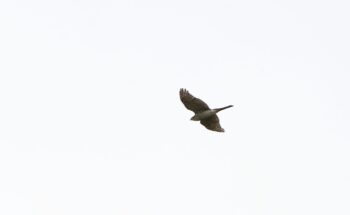 Buizerd, sperwer en havik - Roofvogels in Nederland - deel II - de ...