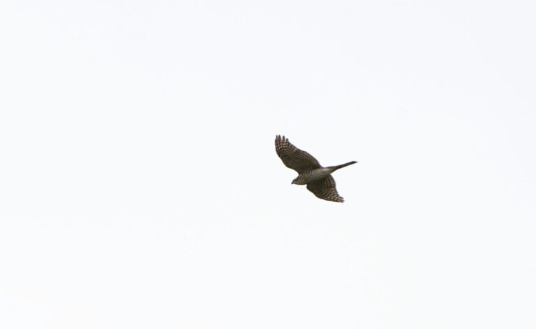 Buizerd, sperwer en havik - Roofvogels in Nederland - deel II - de ...