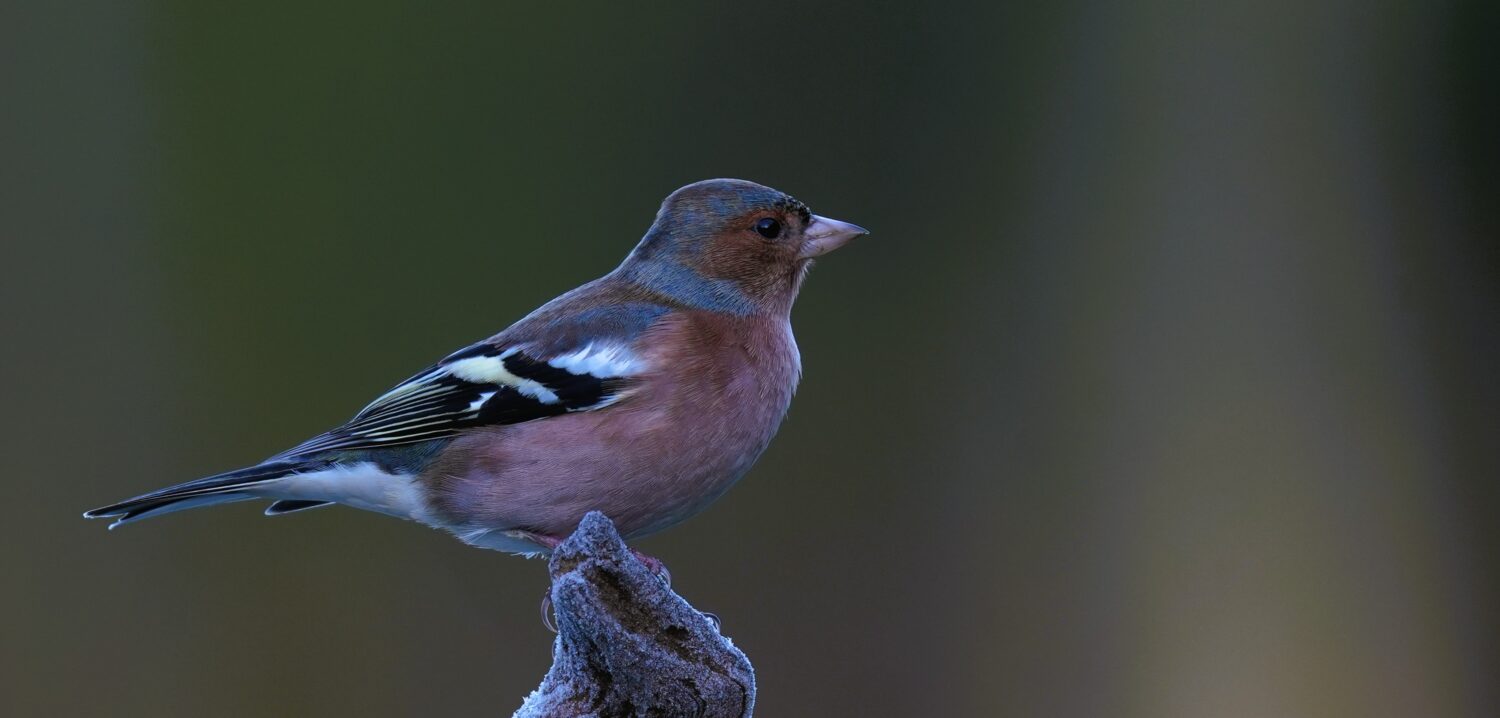 Vink – Herkenning, zang, kenmerken & leefgebied - de Natuur van hier